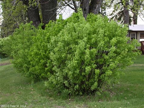 Caragana Arborescens Siberian Peashrub Minnesota Wildflowers