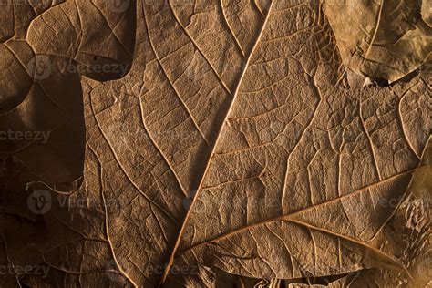 Autumns Essence Macro Close Up Of Dry Brown Leaves Texture Perfect