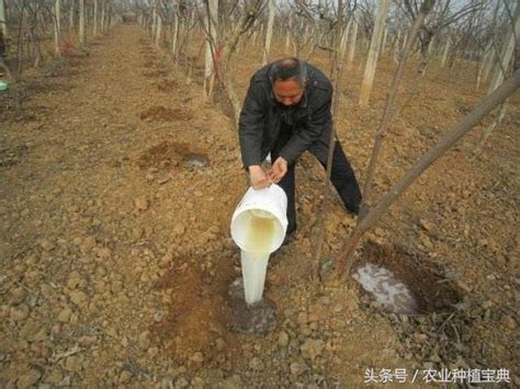 獼猴桃春季施肥小經驗果樹專用肥效果好 每日頭條