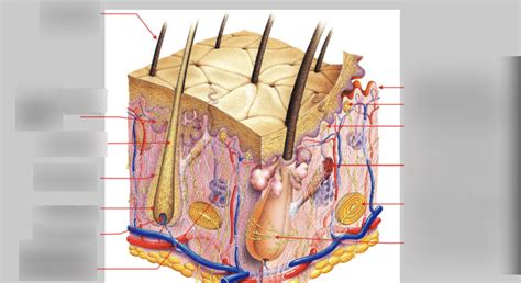 Hair Diagram Quizlet