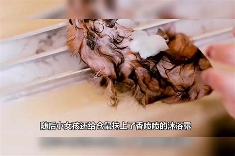 觉得仓鼠太脏网友就给它洗了澡洗着洗着忽然发现有点不对劲 网友 仓鼠