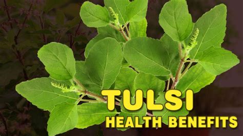 Tulsi Leaves