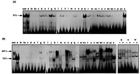 Emsa Of Yy1 Binding Sites Within The Hpv 16 Lcr Thirty Potential Yy1