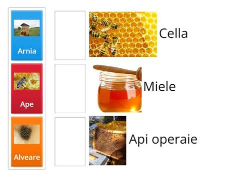 Le Api Match Up