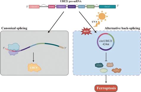Alternative Splicing Of Precursor Messenger Rna Pre Mrna Including