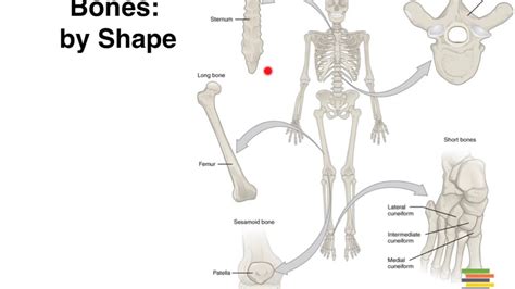 Introduction To Skeletal System Bones Youtube