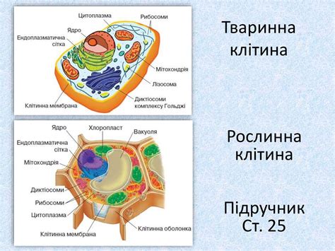 Спільні ознаки рослинної і тваринної клітини презентация онлайн