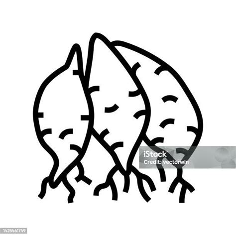 잘 익은 오렌지 고구마 라인 아이콘 벡터 일러스트 레이 션 컷 미국 고구마에 대한 스톡 벡터 아트 및 기타 이미지 미국 고구마 굽기 노랑 Istock