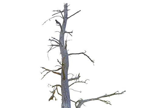 Старые лесные сосны, пакет 8 3D Модель $199 - .fbx .unknown .max - Free3D