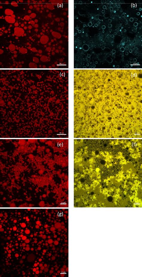 Confocal Laser Scanning Microscopy CLSM Images Of Mayonnaises