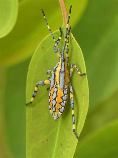Eucalyptus Tip Wilting Bug Amorbus Alternatus Ausemade