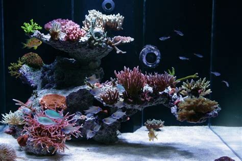 Live Rock Aquascaping Ideas