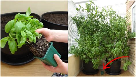 From Supermarket Seedling To A 6ft Basil Bush A Basil Growing Genius