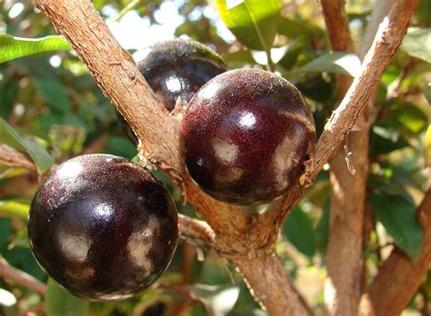 Os Segredos Da Jabuticaba