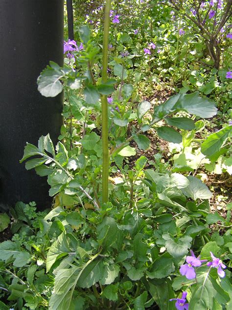 ルッコラ 植物写真鑑