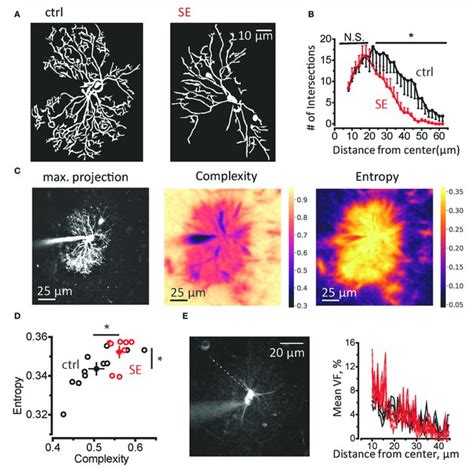 Morphological Remodeling Of Astrocytes After Se A Masks Of