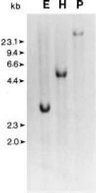 Genomic DNA blot analysis of the RA8 gene. | Download Scientific Diagram