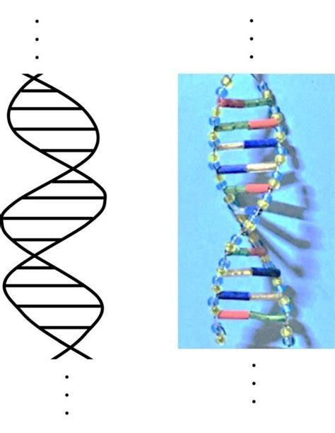 Dna