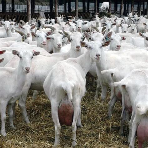 Milking Saanen Goats For Sale Thatshop