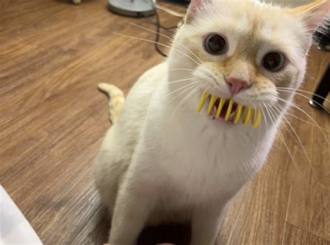 혼란하고 귀여운 고양이 짤