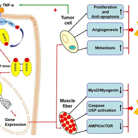 Current Clinical Trials Of Stat3 Inhibitors Download Scientific Diagram