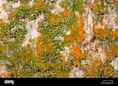 Lichen sur un tronc d arbre Banque de photographies et dimages à haute