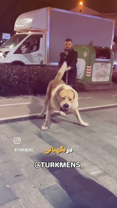 سگ آلابای ترکمن Youtube