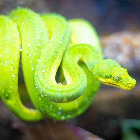 Groene Boompython Morelia Viridis Reptiles Twente