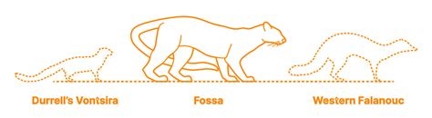 Fossa Cryptoprocta Ferox Dimensions And Drawings
