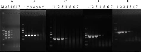 Pdf Development Of A Multiplex Rt Pcr Assay For Simultaneous