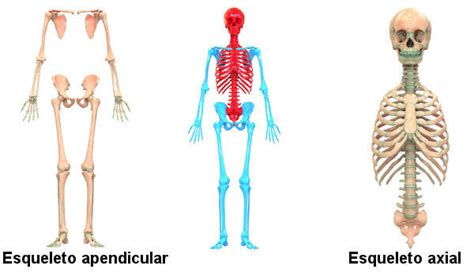 Esqueleto Humano Nomes Dos Ossos Fun Es E Divis Es