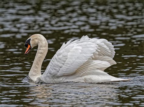 Schwan Foto And Bild Tiere Wildlife Wild Lebende Vögel Bilder Auf