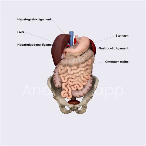 Location And Relations Of Stomach Stomach Abdomen Anatomy App Learn Anatomy 3d Models