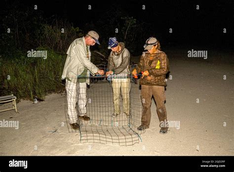 Researchers Construct Gage To Keep Predators Out Of Loggerhead Sea