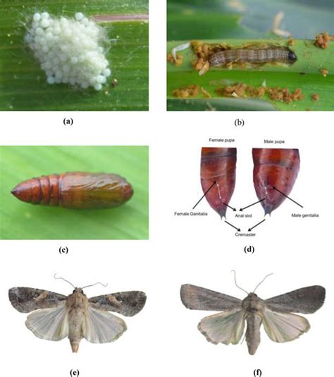 Fall Armyworm Life Cycle