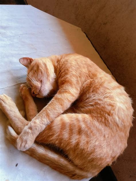 Is He Like Garfield Rcat
