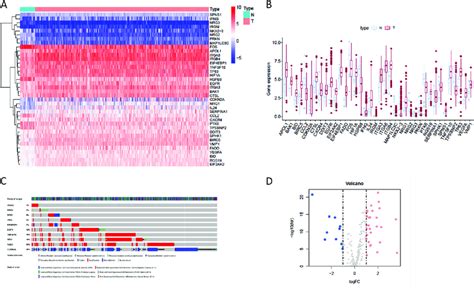 The Differentially Expressed ARGs A The Heatmaps Of 38 Differentially