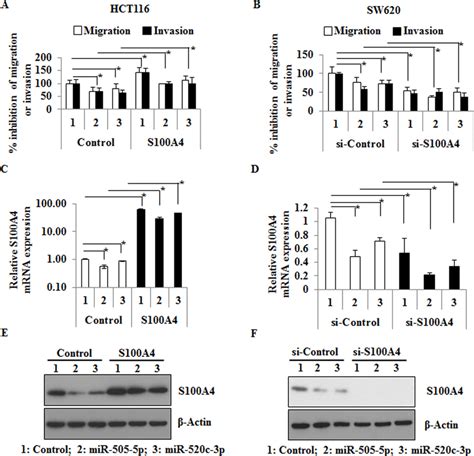 Mir 505 5p And Mir 520c 3p Inhibit The S100a4 Mediated Migration And