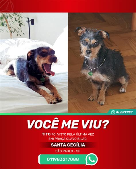 Cachorro Perdido São Paulo SP Tito AlertPet