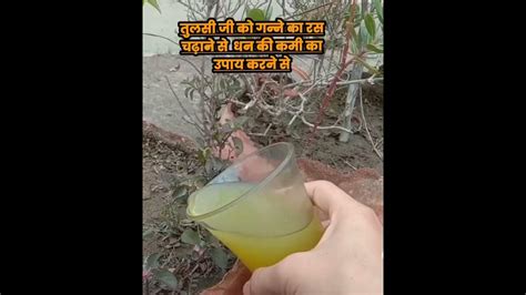 तुलसी जी में गन्ने का रस डालने से क्या लाभ होता है गुरुजी से सुनाviral