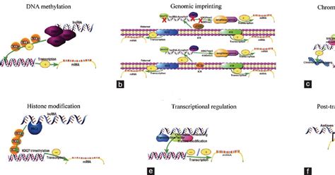Modern Science Refutes The Evolutionary Theory Epigenetic Inheritance Under Attack What Does