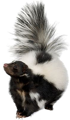 Collection Of Skunk Png Pluspng