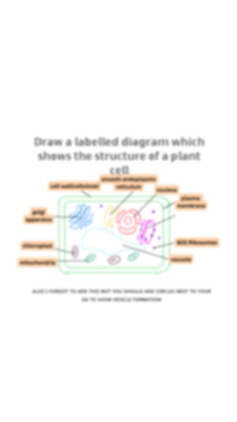 Solution Ib Bio 1 2 Drawing Eurkaryotic And Prokaryotic Cells Studypool