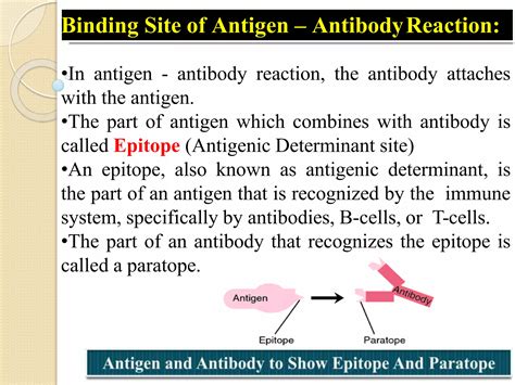 Antigen And Antibody Reaction Ppt