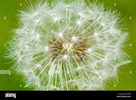 Pappus Hi Res Stock Photography And Images Alamy