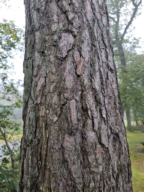 Pin Sylvestre Le Reconnaître Bienfaits Utilisations Bosquet Sauvage
