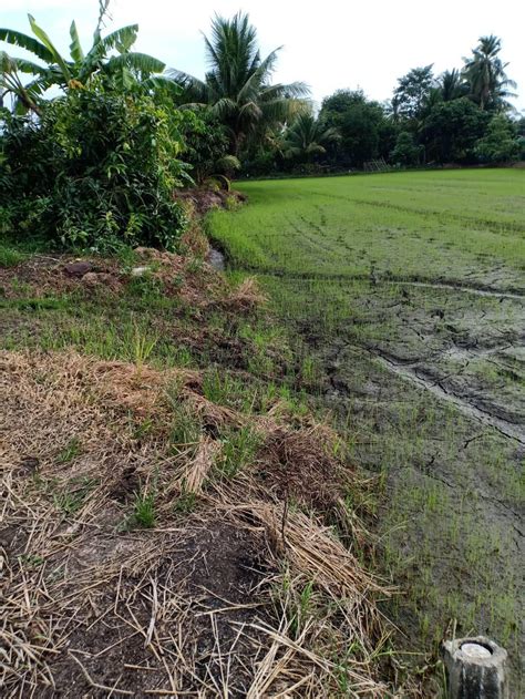 ขายที่ดิน อำเภอลาดหลุมแก้ว จังหวัดปทุมธานี ที่ดินร้อยแปด คอม