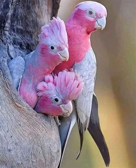 𝓐𝓜ir E𝓢awy adlı kullanıcının World of birds panosundaki Pin Çok şirin hayvanlar Vahşi