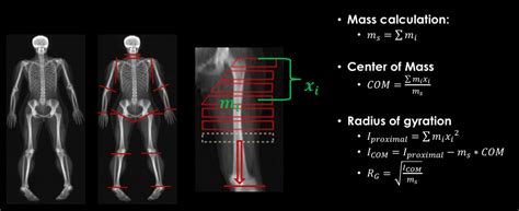Obesity And Body Segment Parameters In Working Adults Human Movement And Balance Laboratory