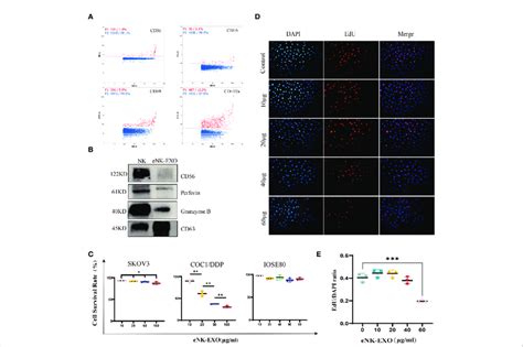 Functional Characterization Of ENK EXO In Vitro A Expression Of